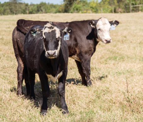 Georgia Verified Program | UGA Beef Team